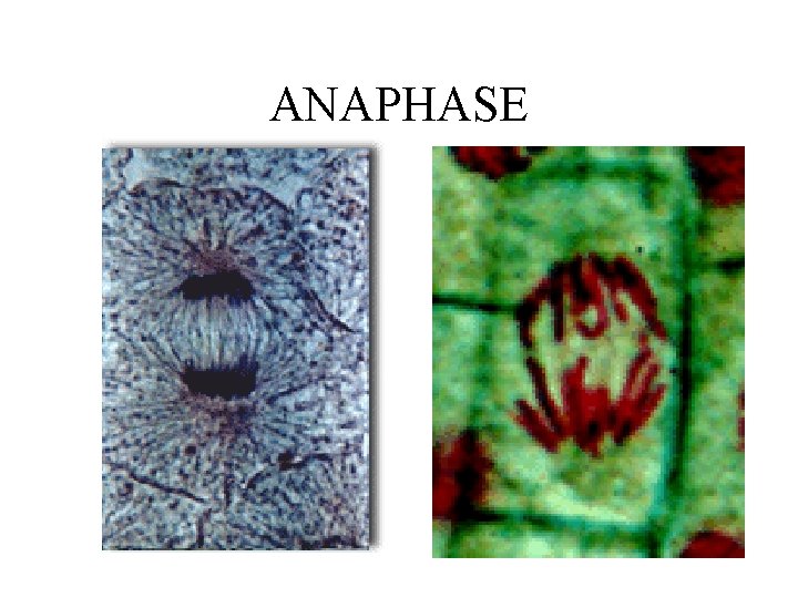 Important terms in eukaryotic cell division Chromosome threadlike
