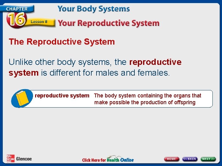 Chapter 16 Your Body Systems Lesson 8 Your