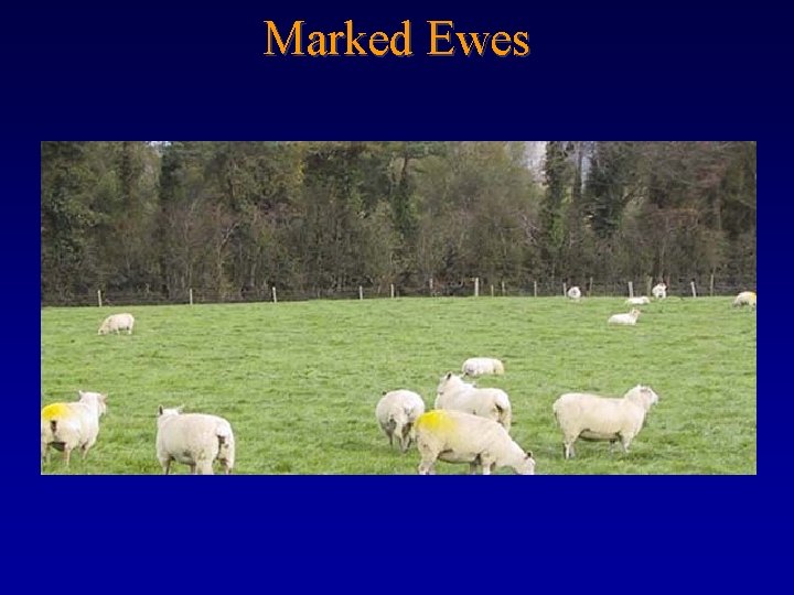 Lowland Lamb Production Breeding Management We are trying