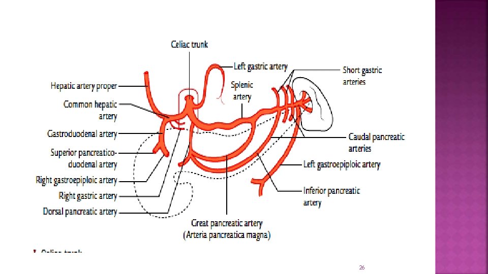 DR TABREZ 1 The abdominal aorta begins at