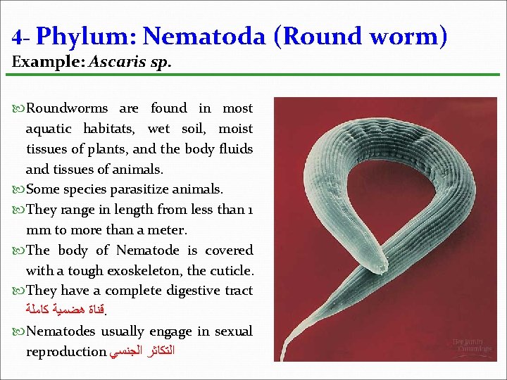 Lecture 15 Kingdom Animalia INVERTEBRATES 4 Phylum Nematoda