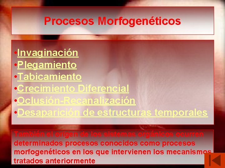 Mecanismos morfogeneticos del desarrollo EMBRIOLOGIA Origen de los
