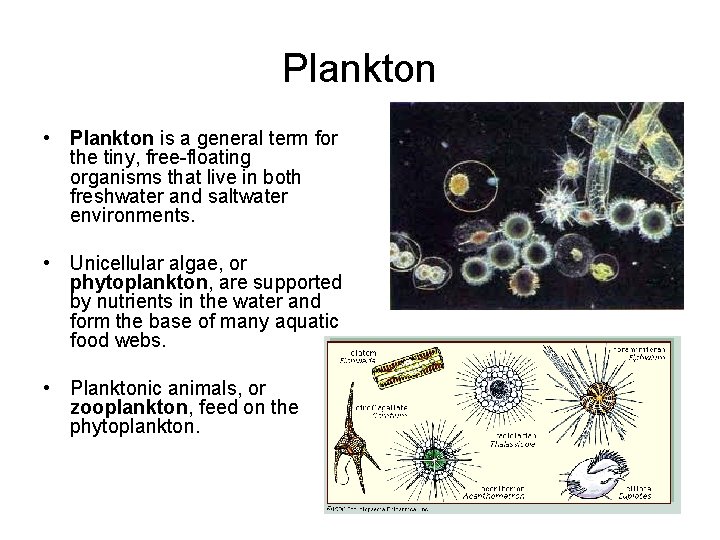 AQUATIC ECOSYSTEMS What are the basic needs of