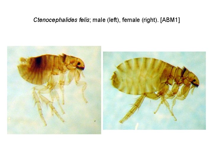 FLEAS Section A Adult Identification Body Morphology Slides