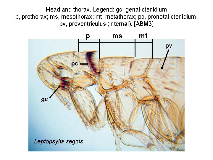 FLEAS Section A Adult Identification Body Morphology Slides