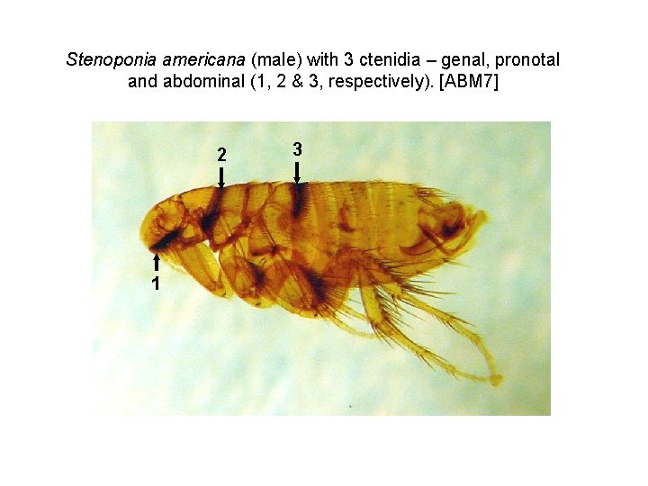 FLEAS Section A Adult Identification Body Morphology Slides