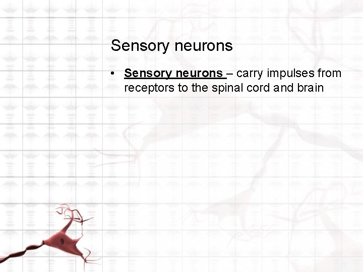 Nervous System The Nerve Cell What is the
