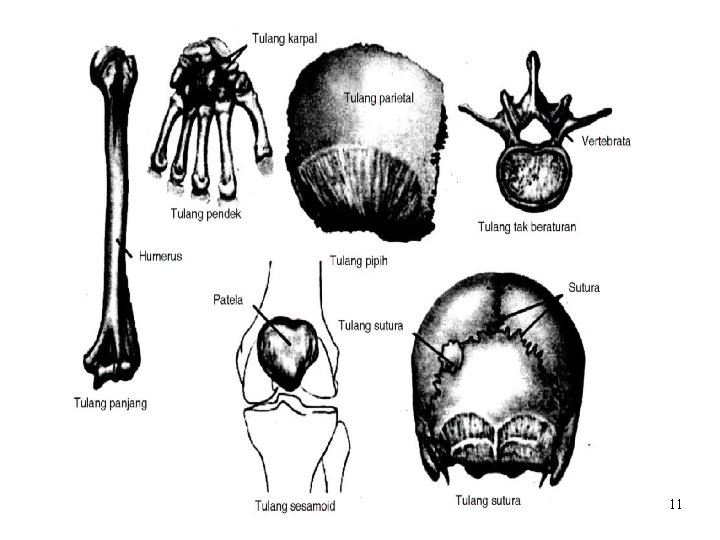 BAB 1 Anatomi dan Fisiologi Muskuloskeletal Oleh Dr