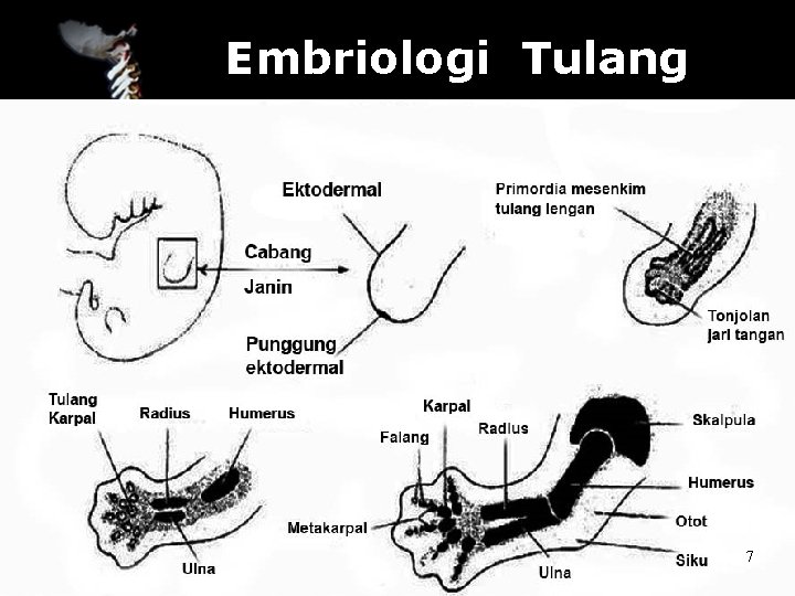 BAB 1 Anatomi dan Fisiologi Muskuloskeletal Oleh Dr