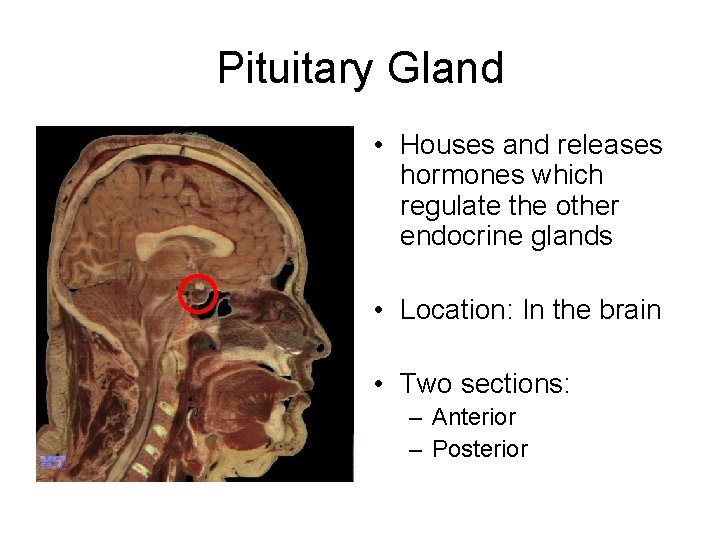 Control Freaks The Endocrine System Ahhh vocabulary prefixes