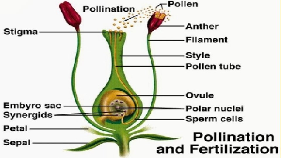 Fertilisation and Development of Seeds ByAryan M Parth