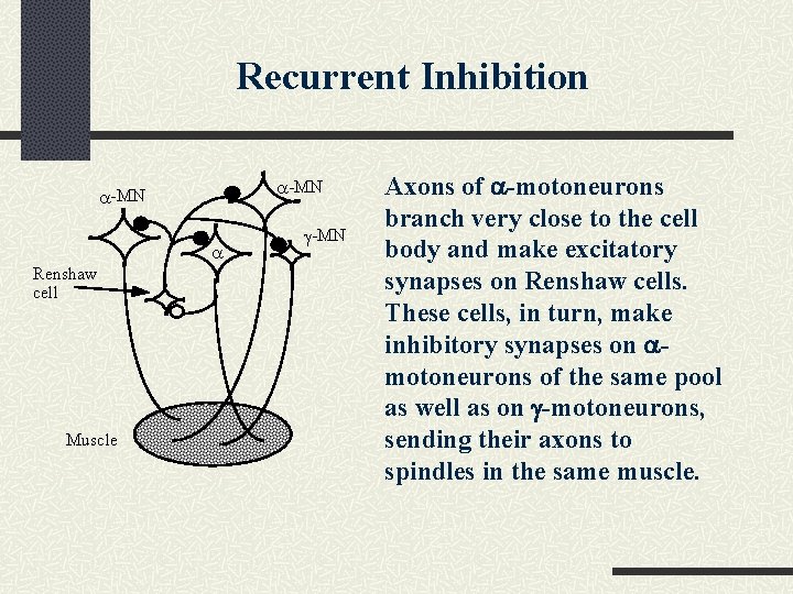 Neurophysiological Basis of Movement World II Connections Lecture