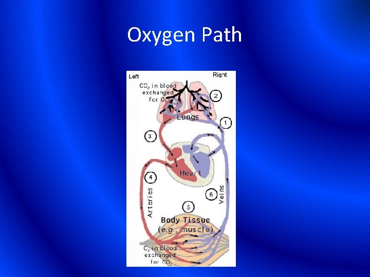 Human Body Systems Justin Grosdidier Table of Contents