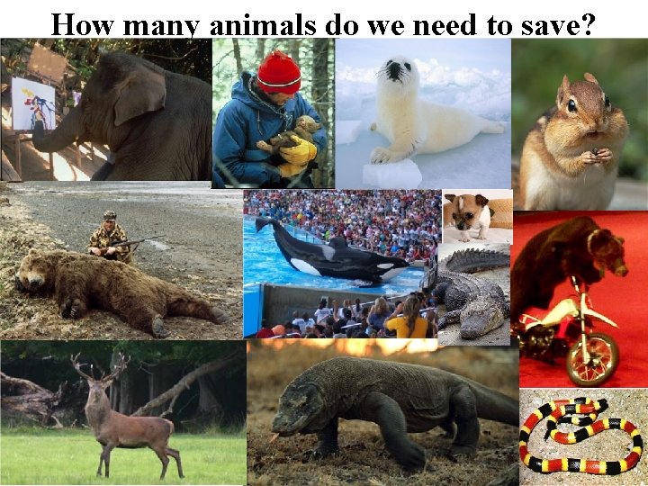 How many animals do we need to save