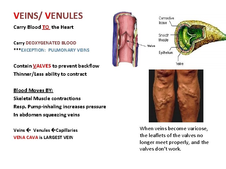 BLOOD VESSELS TUBES in which blood flows to