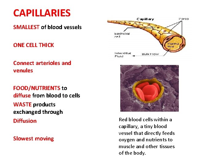 BLOOD VESSELS TUBES in which blood flows to