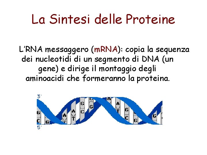 La Fabbrica delle Proteine DNA e RNA Gli