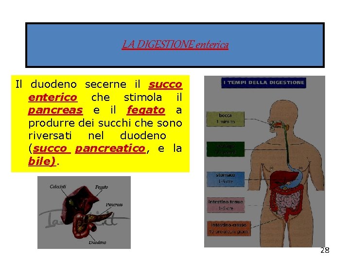 APPARATO DIGERENTE APPARATO DIGERENTE La digestione avviene in