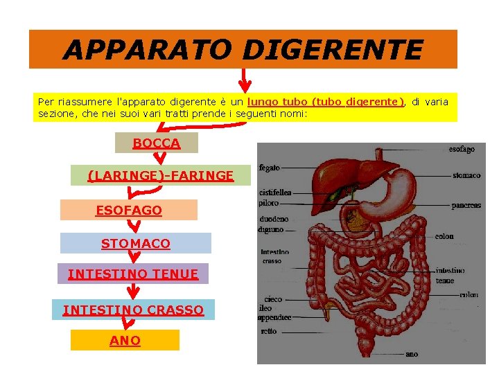 APPARATO DIGERENTE APPARATO DIGERENTE La digestione avviene in