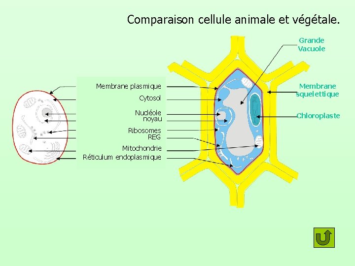 Cellule ADN unit du vivant bilan Texte trous
