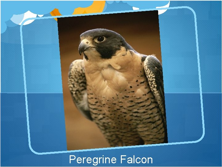 Six Kingdoms Archaea Eubacteria Plantae Fungi Protista Animalia