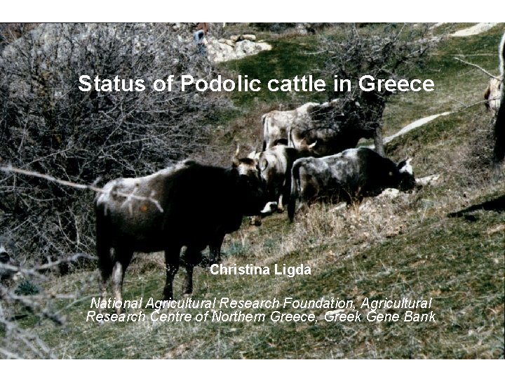 Status of Podolic cattle in Greece Christina Ligda