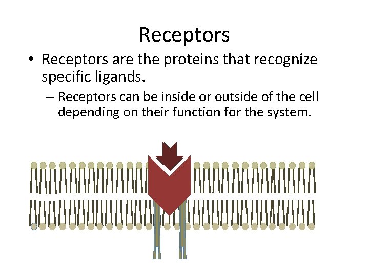 Signaling Pathways Ligands Receptors Binding and Cascades Naralys