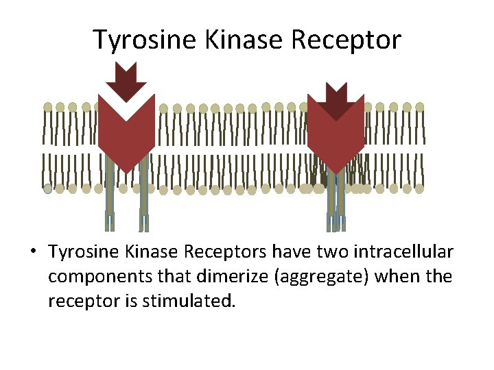 Signaling Pathways Ligands Receptors Binding and Cascades Naralys