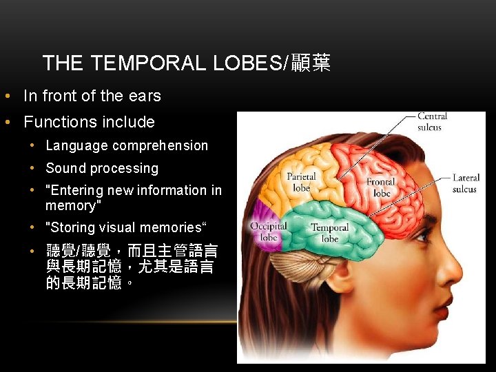 THE BRAIN LOBES Occipital lobes Temporal lobes Parietal
