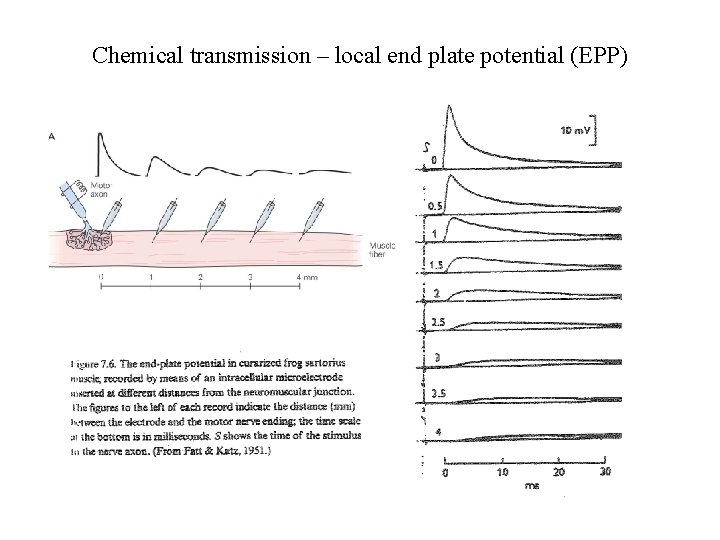 Synaptic transmission background history electrical transmission ...