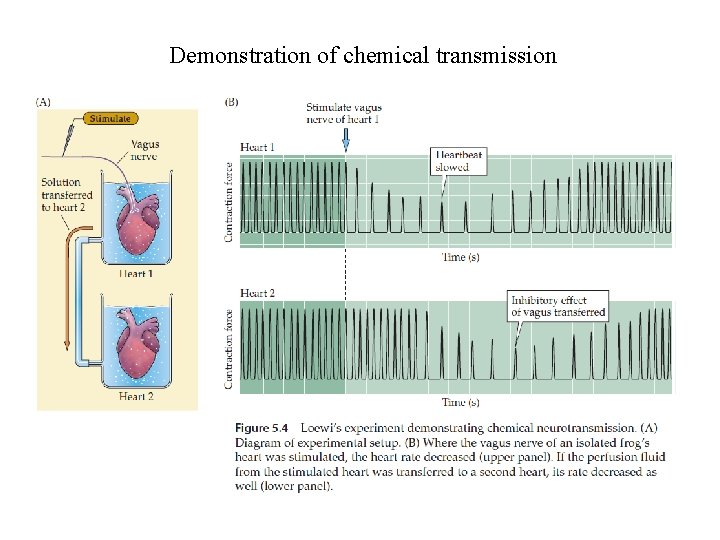 Synaptic transmission background history electrical transmission ...