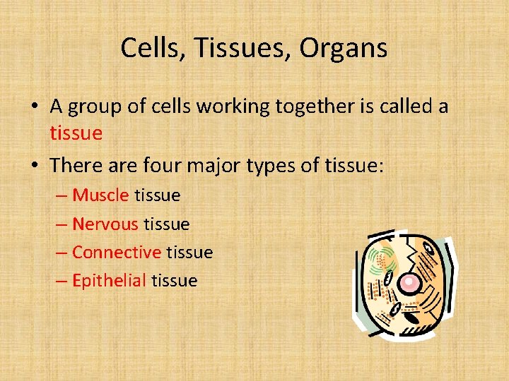 Body Organization Section 1 1 Cells Tissues Organs