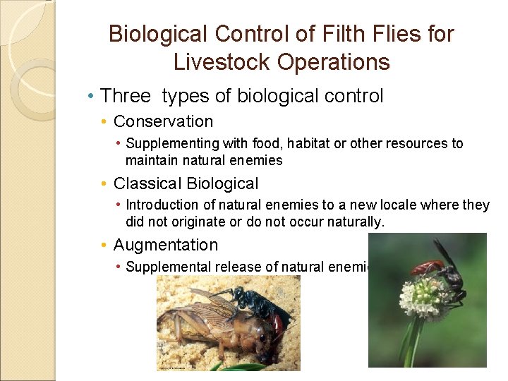 Biological Control of Filth Flies for Livestock Operations