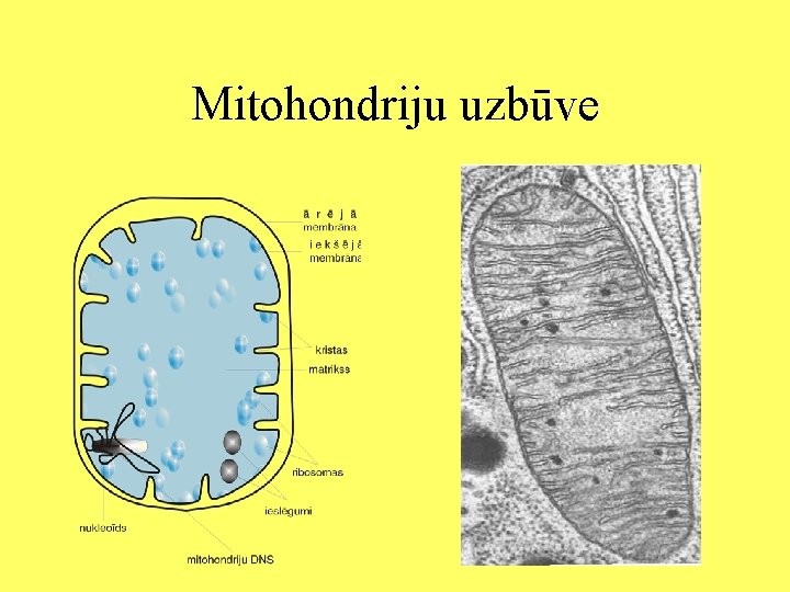 Mitohondriju uzbves patnbas Mitohondril iedzimba Mitohondriju dalans ...