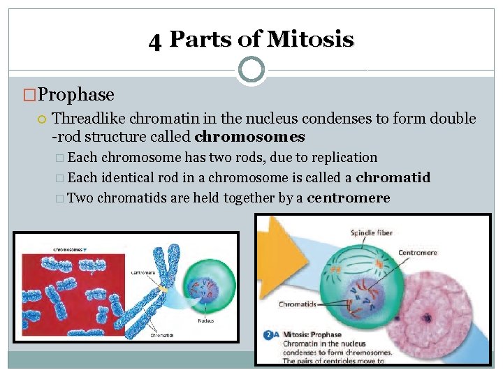 Cell Division CHAPTER 3 SECTION 5 Cell Cycle