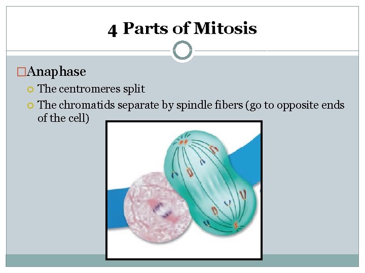 Cell Division CHAPTER 3 SECTION 5 Cell Cycle
