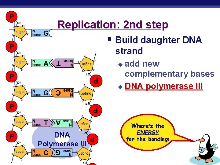 DNA Replication AP Biology 2007 2008 Watson and