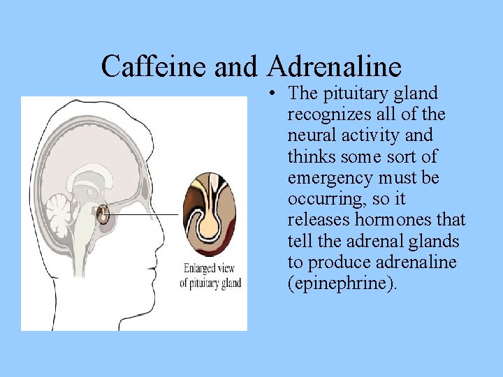 How Caffeine is Processed by the Body Where