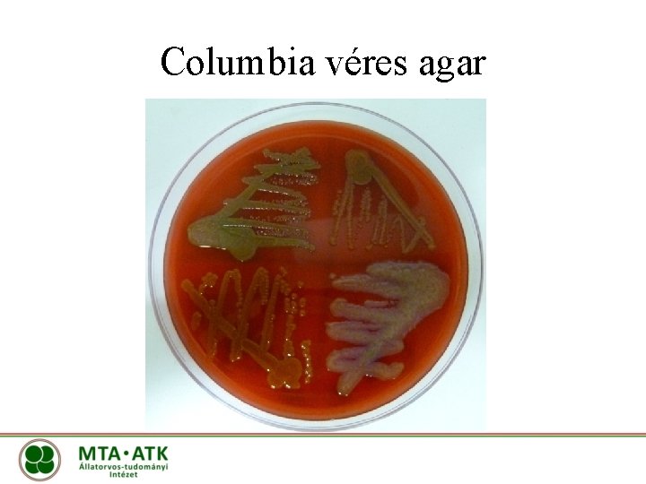 FLAVOBACTERIUM OKOZTA MEGBETEGEDS HAZAI HALFAJOKBAN Varga Zsuzsanna 1