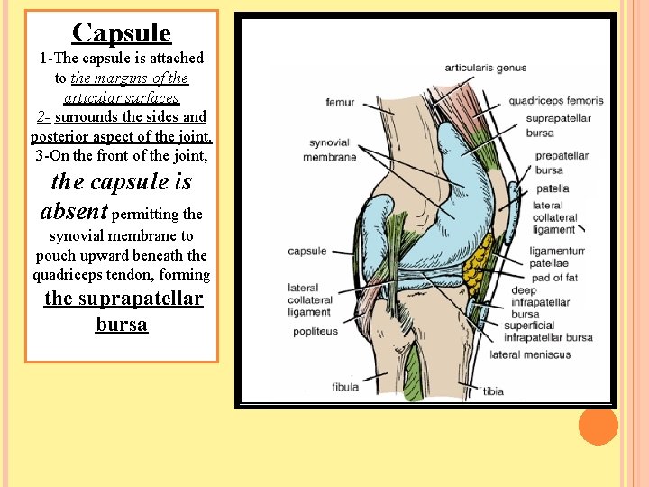 Knee Joint Is the most complicated joint in
