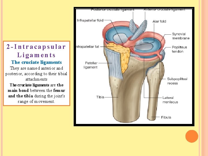 Knee Joint Is the most complicated joint in
