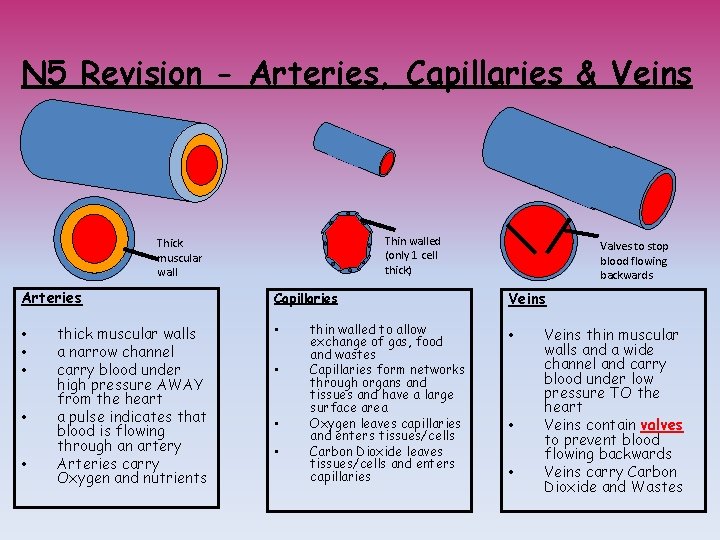 Higher Human Biology Unit 2 Physiology Health KEY