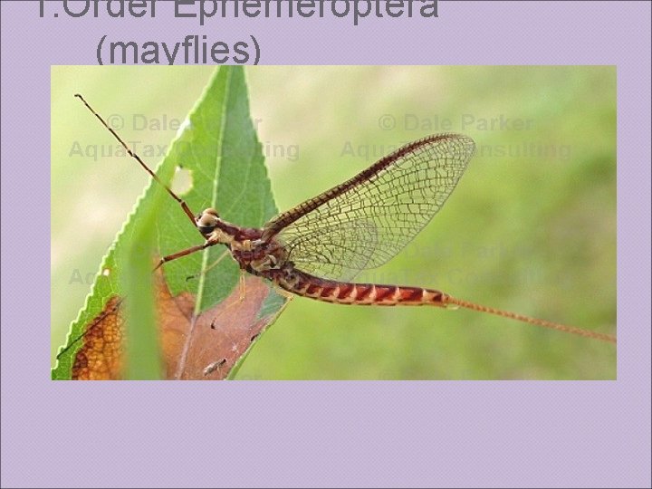 Insecta BY DR YUNI KILAWATI S Pi M