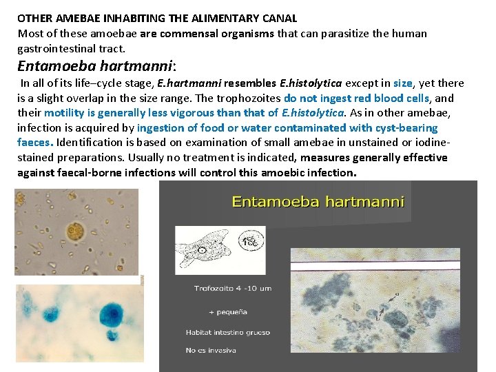 OTHER AMEBAE INHABITING THE ALIMENTARY CANAL Most of