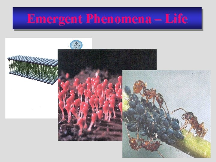 WHAT FACTORS PROMOTE THE EMERGENCE OF BIOCOMPLEXITY Robert