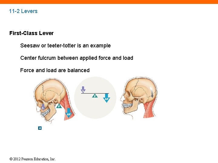 11 The Muscular System Power Point Lecture Presentations