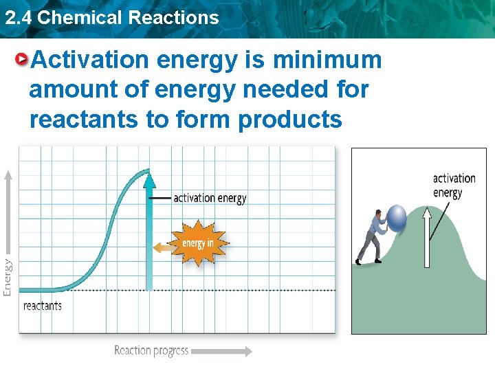 2 4 Chemical Reactions KEY CONCEPT Life depends