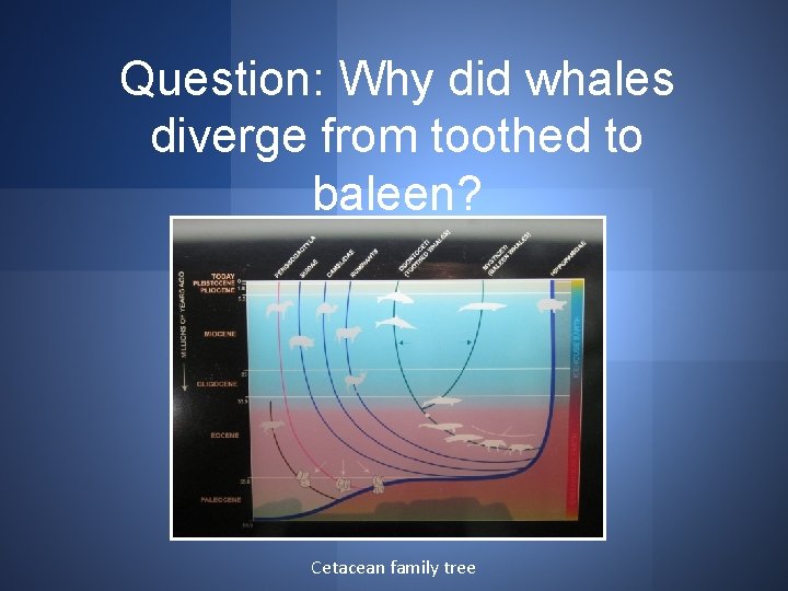 The Evolution of Baleen from the Ancient Toothed