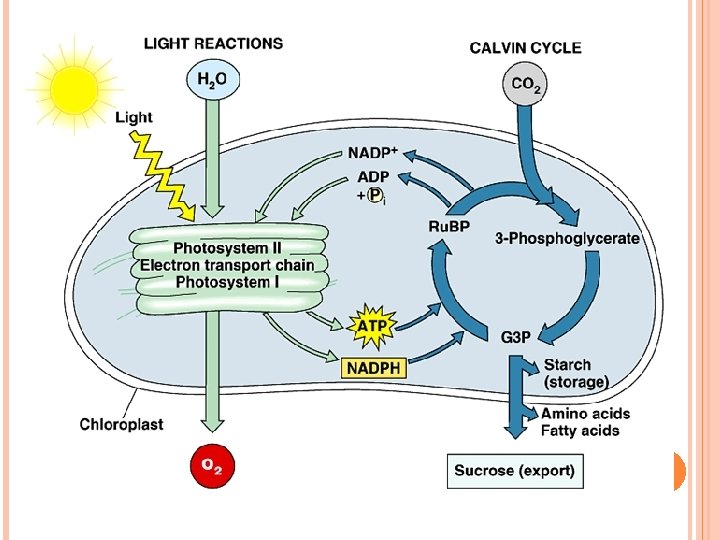 UNIT 5 PHOTOSYNTHESIS ENERGY MATTER Energy In Sunlight