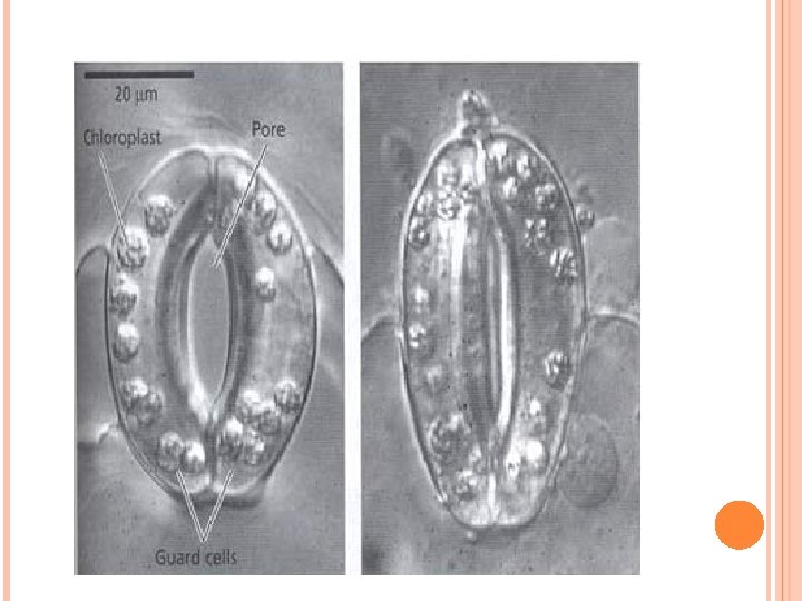 UNIT 5 PHOTOSYNTHESIS ENERGY MATTER Energy In Sunlight